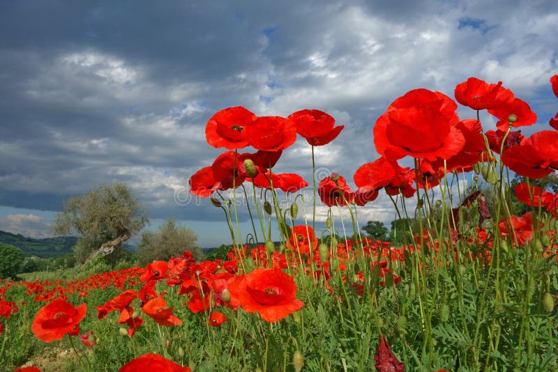 Papaveri fotografia stock. Immagine di selvaggio, aperto - 31248058