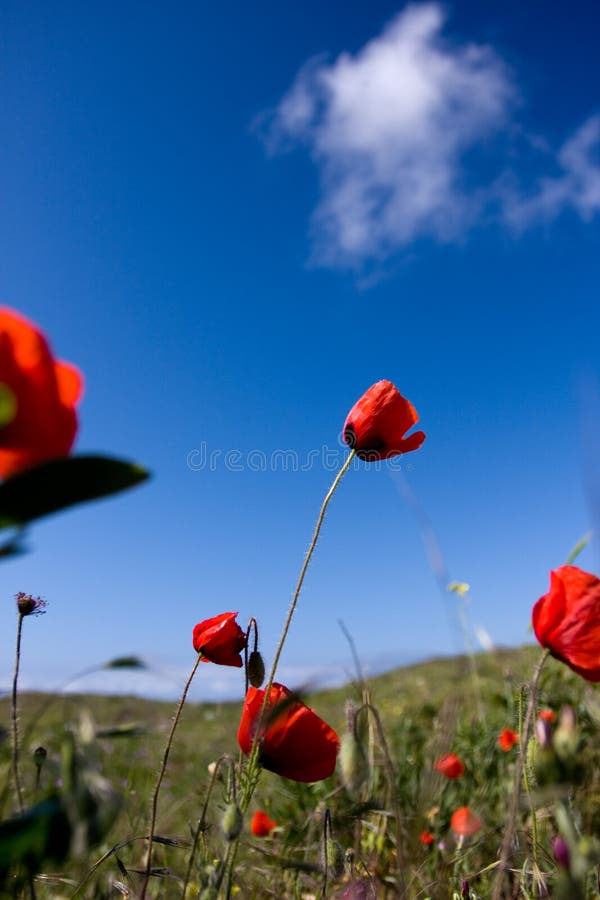 Papaveri e cielo blu fotografia stock. Immagine di germoglio - 12514490