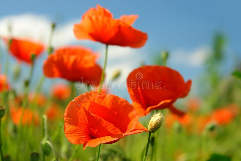 Papaveri in fiore immagine stock. Immagine di sviluppisi - 2627827