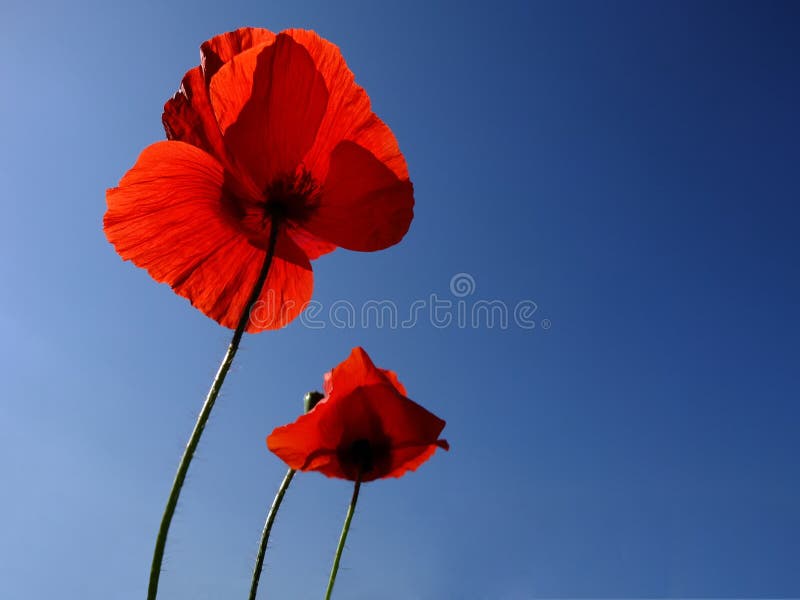 Papavero su cielo azzurro fotografia stock. Immagine di rosso - 8332212