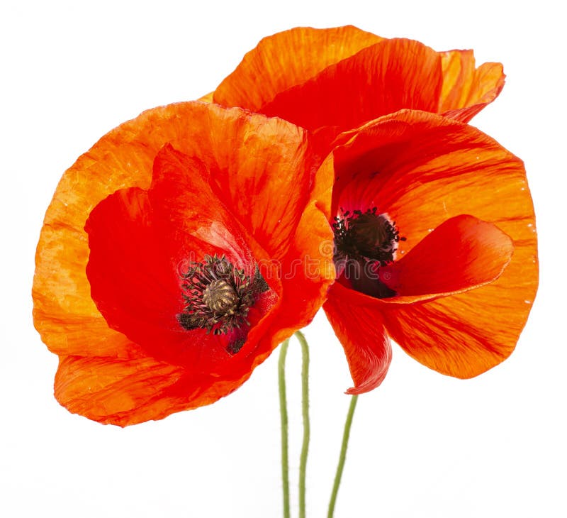 Papavero Comune - Rhoeas Del Papavero Fotografia Stock - Immagine di ...