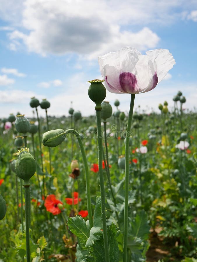Papavero da oppio immagine stock. Immagine di oppio, campo - 95908657