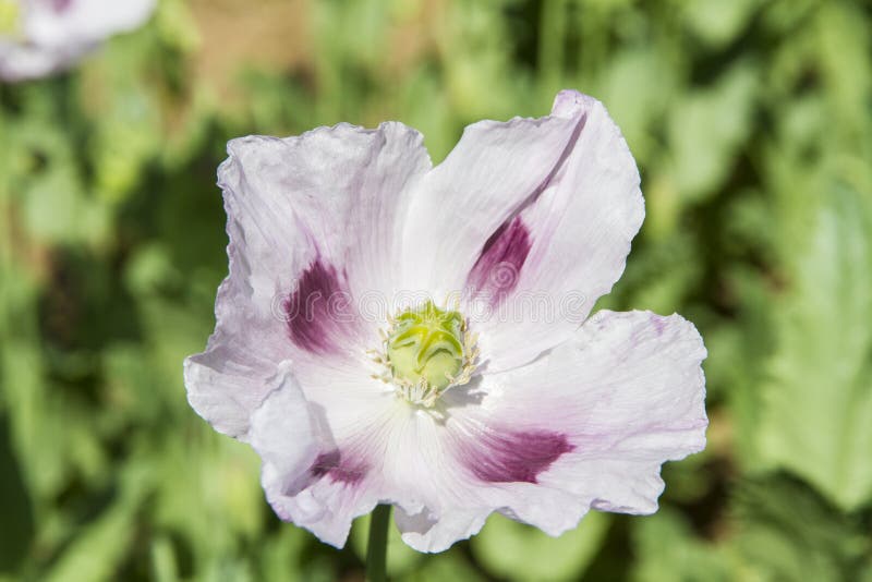 Papavero Da Oppio, Papaver Somniferum Immagine Stock - Immagine di ...