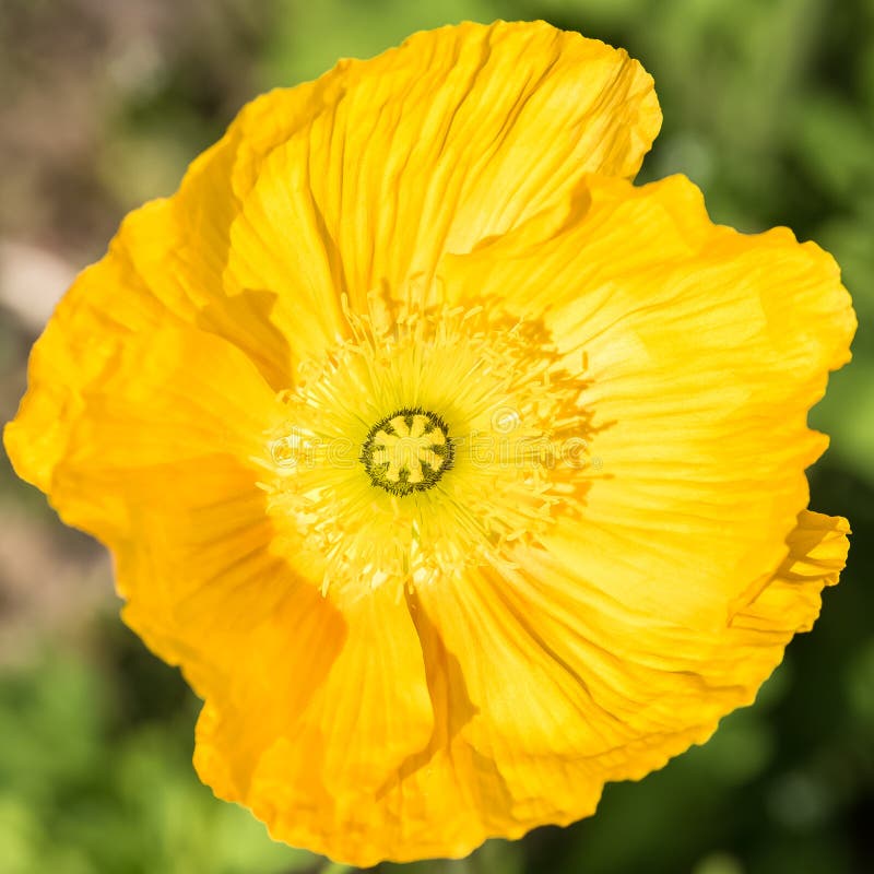 Fiori Gialli Del Giardino Del Papavero Papavero Di California Primo ...