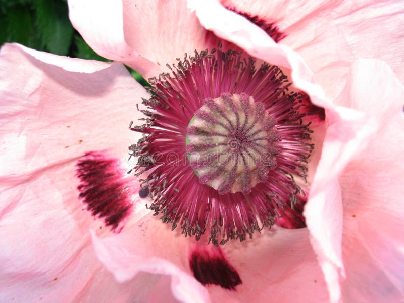 Papavero rosa fotografia stock. Immagine di floreale - 28824844