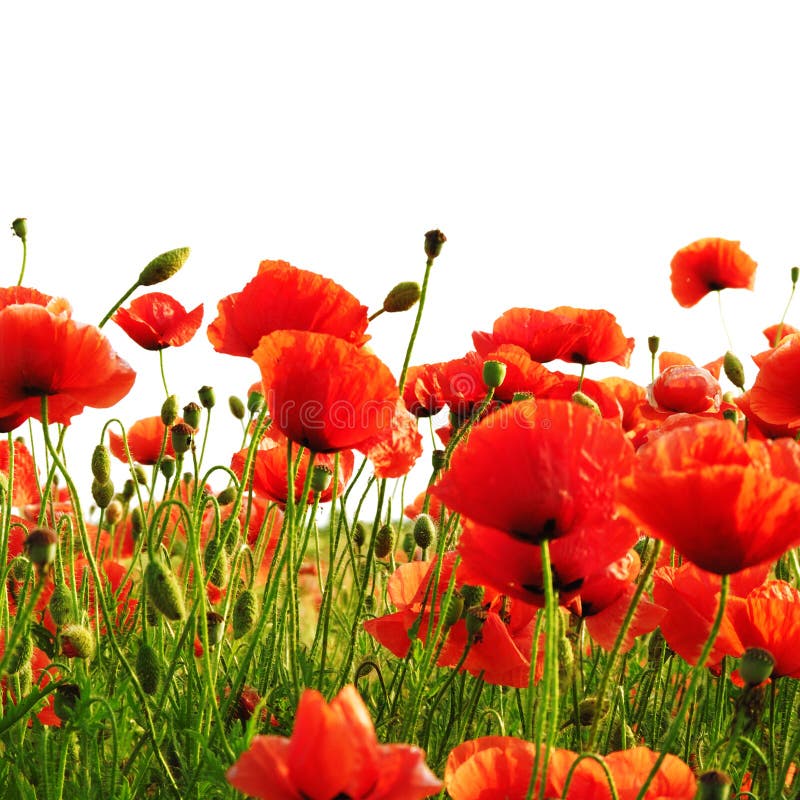 Papavero rosso immagine stock. Immagine di telaio, foto - 34137869