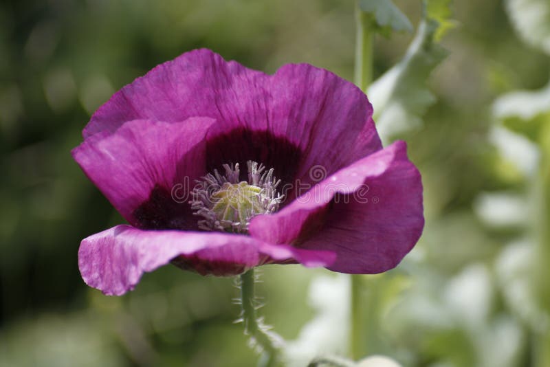 Papavero Viola fotografia stock. Immagine di giardino - 14797448