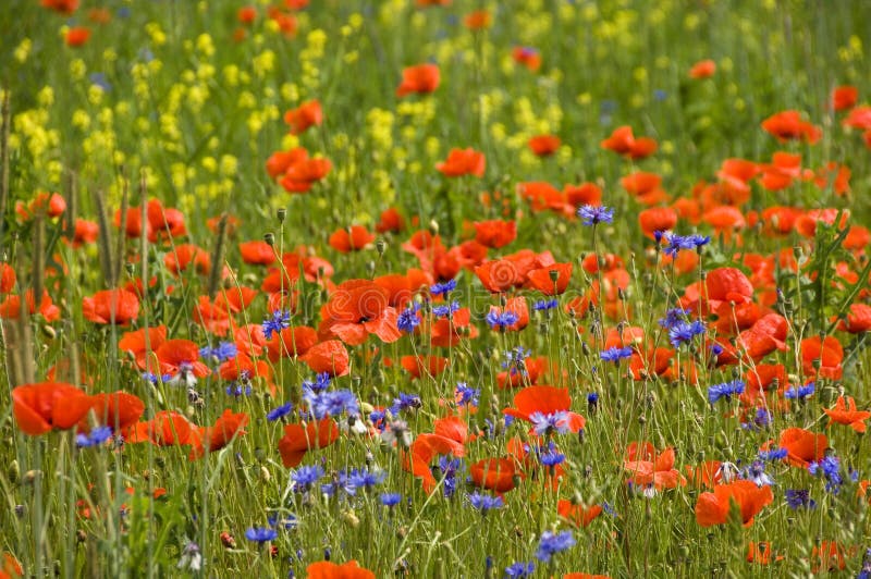 Papavers 02 stock foto. Image of gebied, bloemen, blauwfles - 1490466