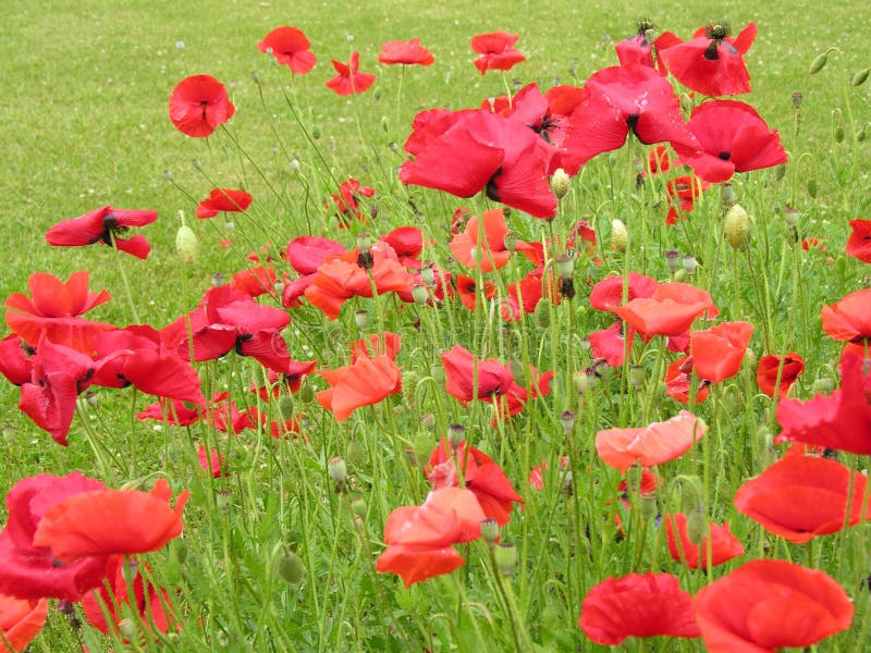 Klaprozen stock afbeelding. Image of installaties, groei - 147365