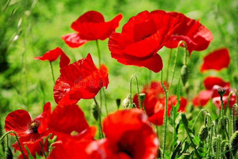 Papavers stock afbeelding. Image of opium, knoppen, stelen - 2464485