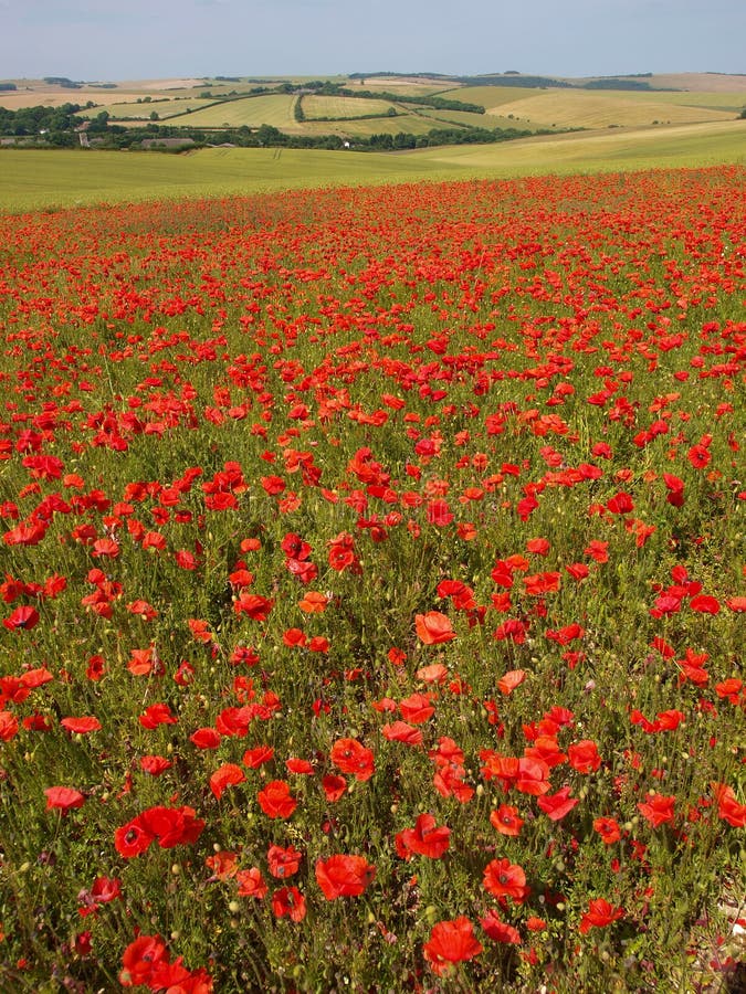 Klaprozen stock foto. Image of engeland, wild, gebied - 32301706