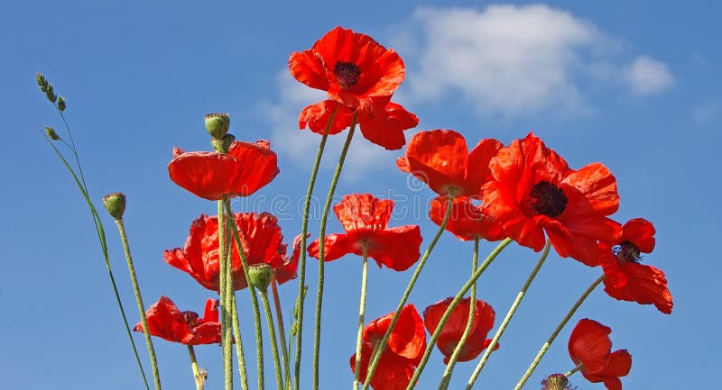 Klaprozen stock foto. Image of gebied, papavers, rood - 4052590