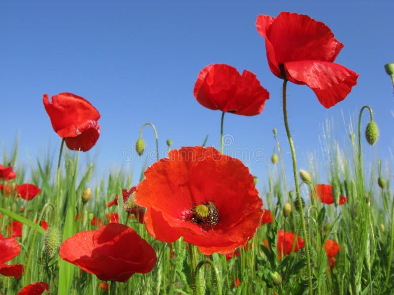 Papavers stock foto. Image of seizoen, samenvatting, rust - 5195868