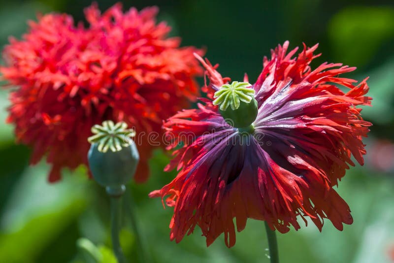 Papavers stock afbeelding. Image of rood, papavers, tuin - 57674057