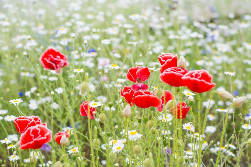 Papavers stock foto. Image of installatie, papaver, wildbloem - 72513488
