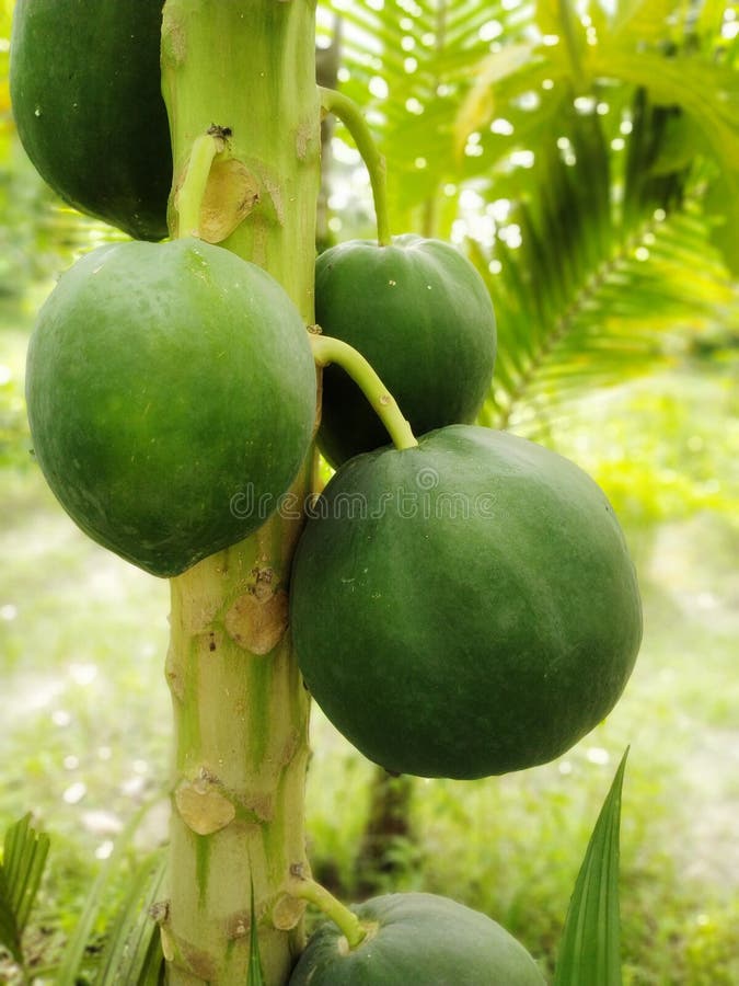 Papaw in Bangladesh stock photo. Image of produce, evergreen - 257778842