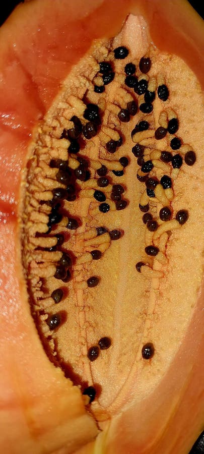 Inside Papaw Fruit Stock Photos - Free & Royalty-Free Stock Photos from ...