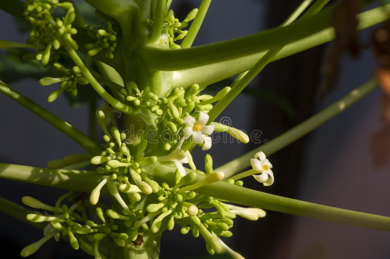 Papaya Carica Papaya Flowers and Buds Stock Photo - Image of buds ...
