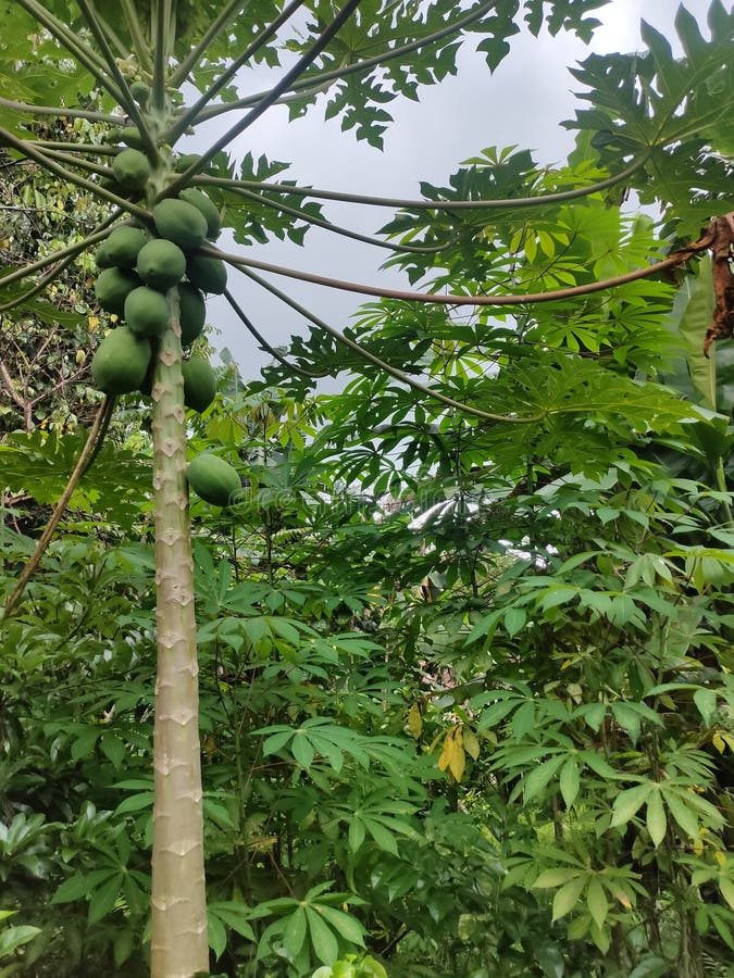 Papaya and Cassava Trees stock image. Image of papaya - 261830669