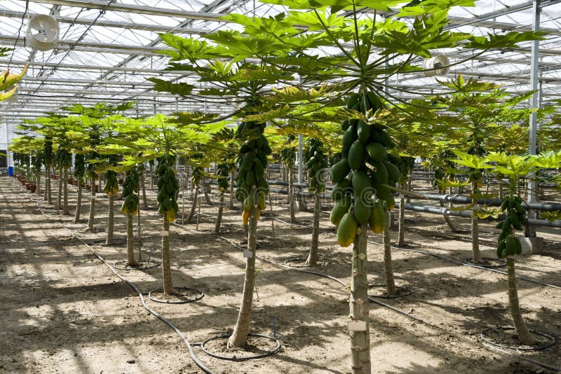 Cultivation of Papaya stock image. Image of village, arranged - 29247279