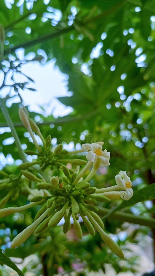 Papaya Flower or Pawpaw Flower are Blooming. Papaya Flower is White ...