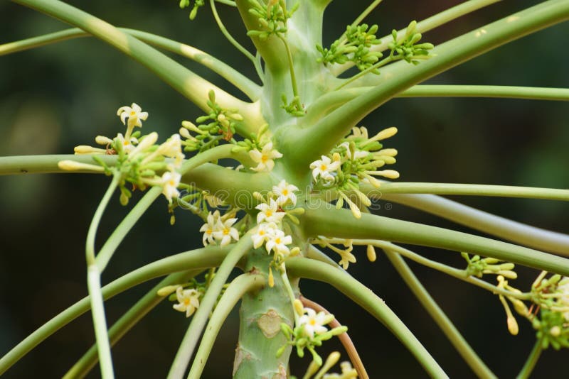 Papaya Flowers, Beginning To Take Effect in the Following Order Stock ...