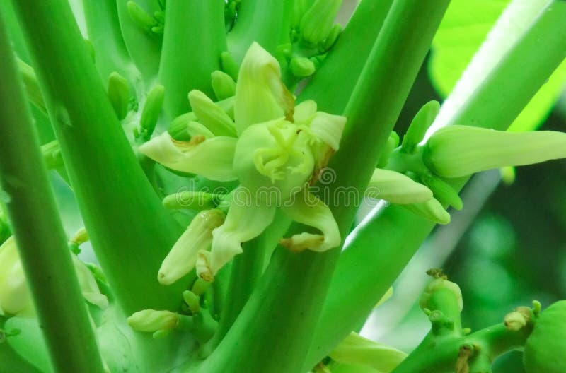Papaya Flowers are Beautiful and Beautiful White Color Symbolizes ...