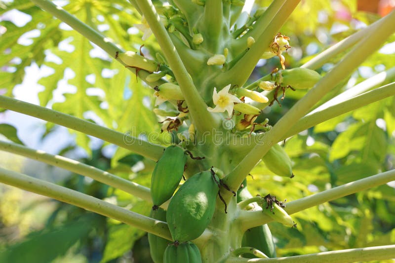 Papaya Flowers and Young Fruits are Emerging from the Tree. Stock Image ...