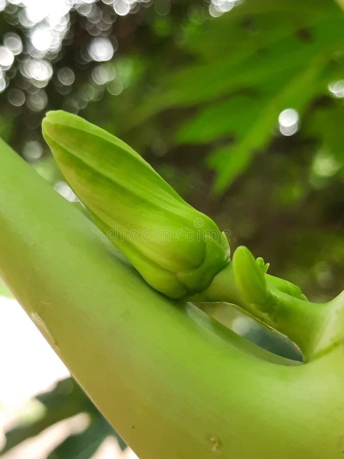 Papaya fruit bud stock image. Image of branch, tree - 229881891