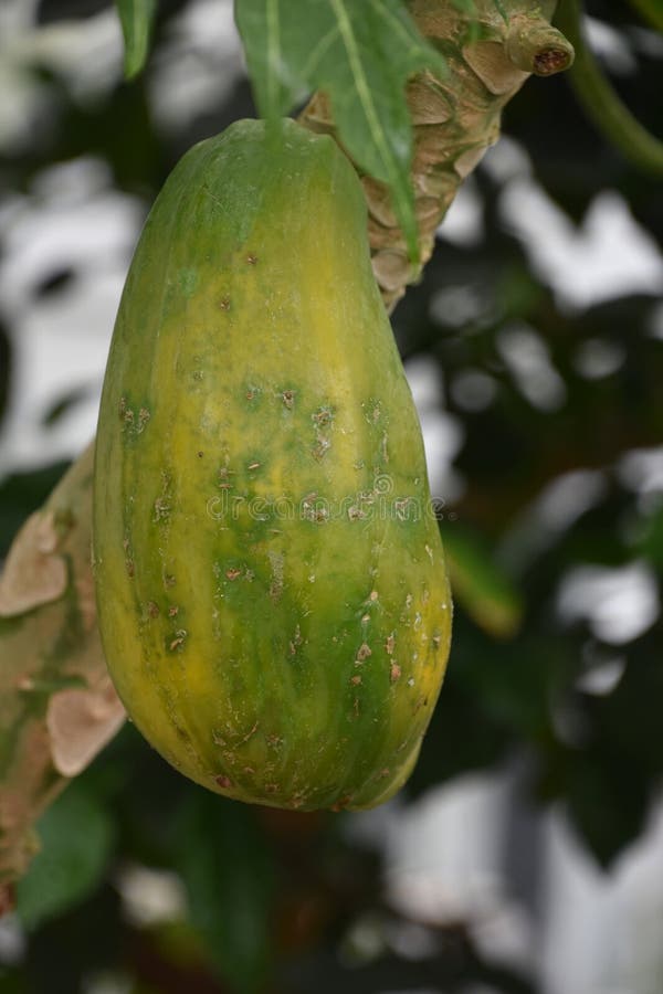 Papaya Fruit Growing on a Fruit Tree Stock Photo - Image of ripen ...