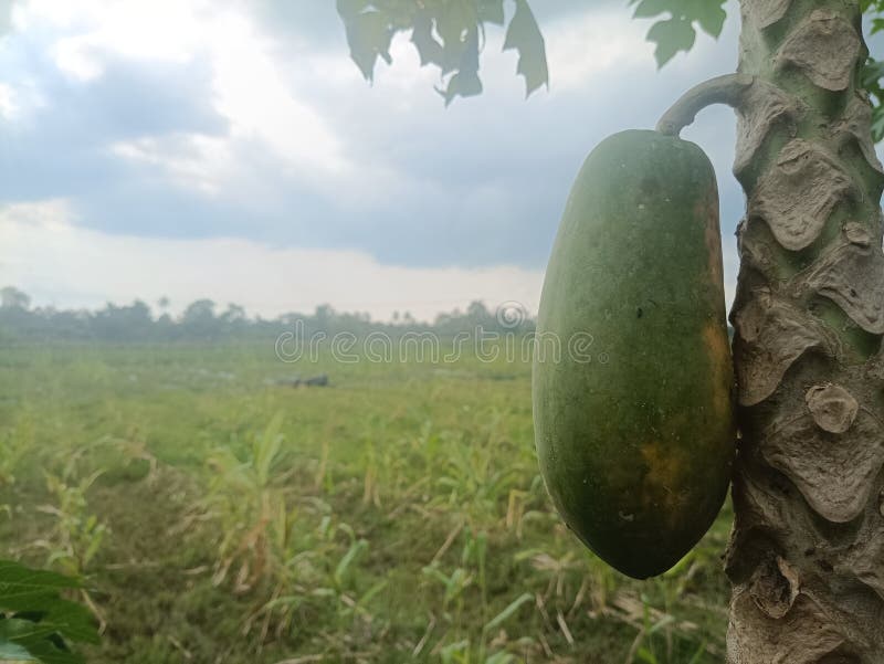 Papaya Fruit Hangs from the Stalk of the Tree in the Garden at the Edge ...