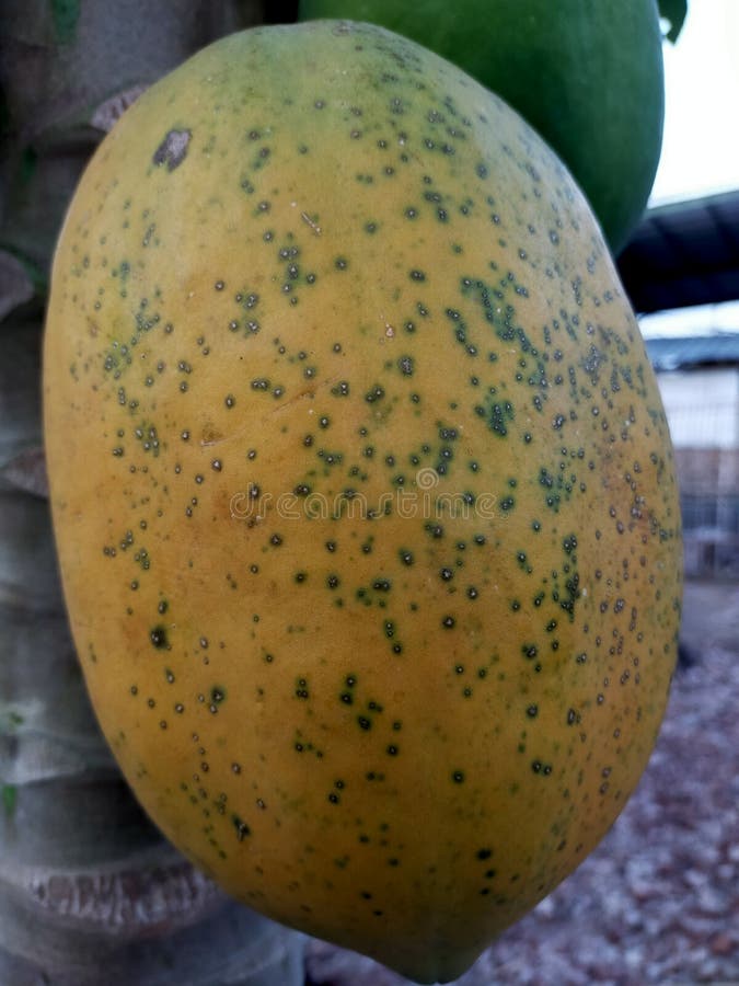 Papaya Fruit Ripe on the Tree Stock Photo - Image of plant, citrus ...