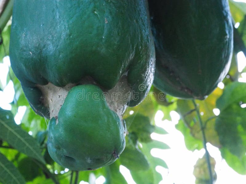 Papaya fruit shape. stock image. Image of shape, natural - 83678455