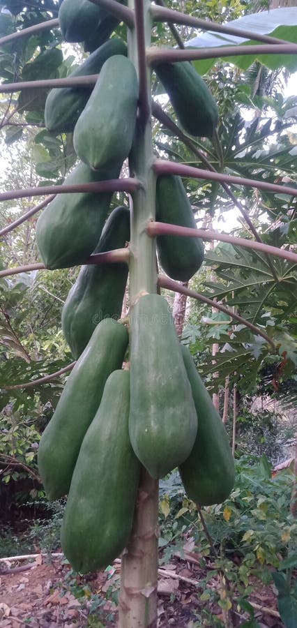 Papaya Fruit that is Still Green is a Sign that it is Not Ripe. Stock ...