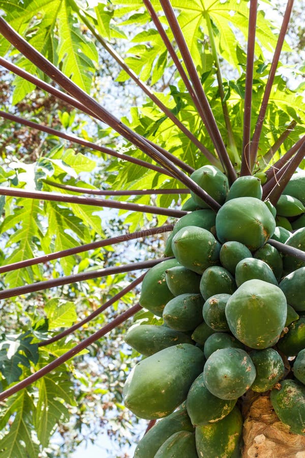 Papaya stock image. Image of tropical, health, warm, bunch - 37864973