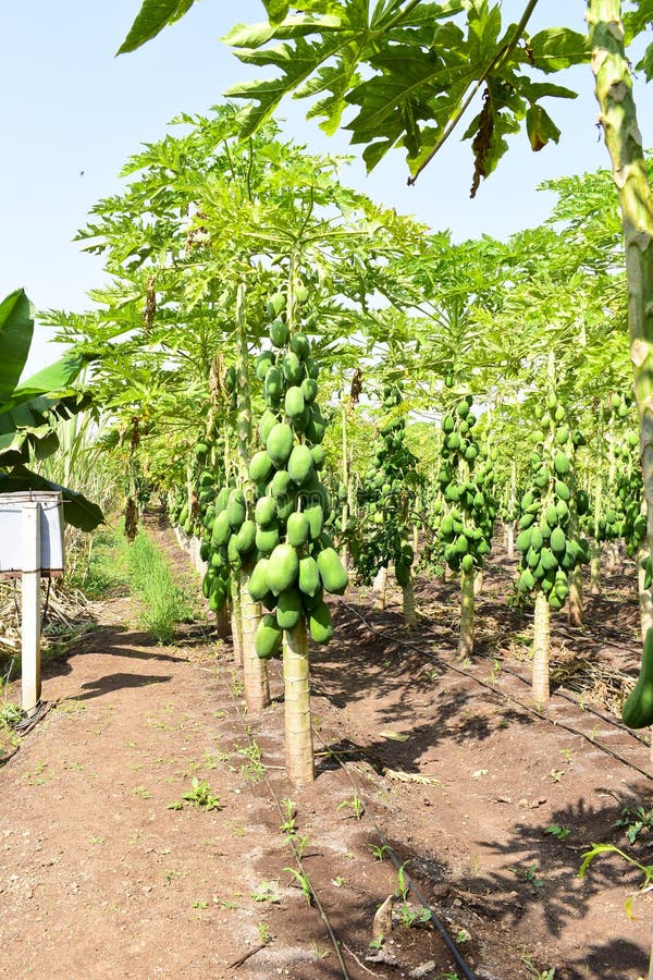 Papaya Fruit on Papaya Tree Farm Stock Image - Image of fresh, healthy ...