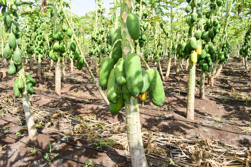 Papaya Fruit on Papaya Tree Farm. Stock Image - Image of vitamins ...