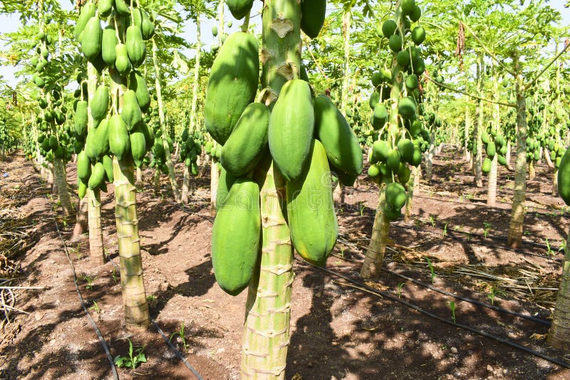 Papaya Fruit on Papaya Tree Farm. Stock Photo - Image of health ...