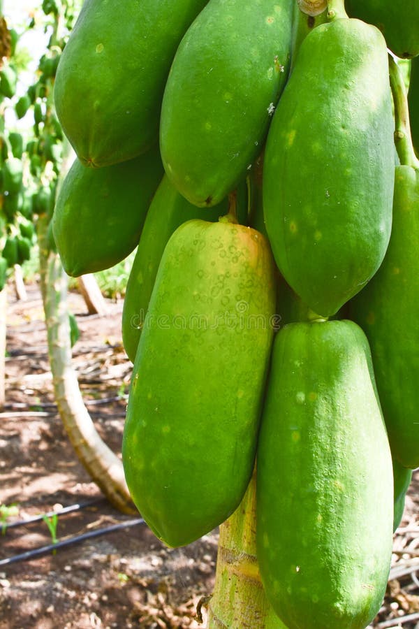 Papaya Fruit on Papaya Tree Farm. Stock Image - Image of exotic, asian ...
