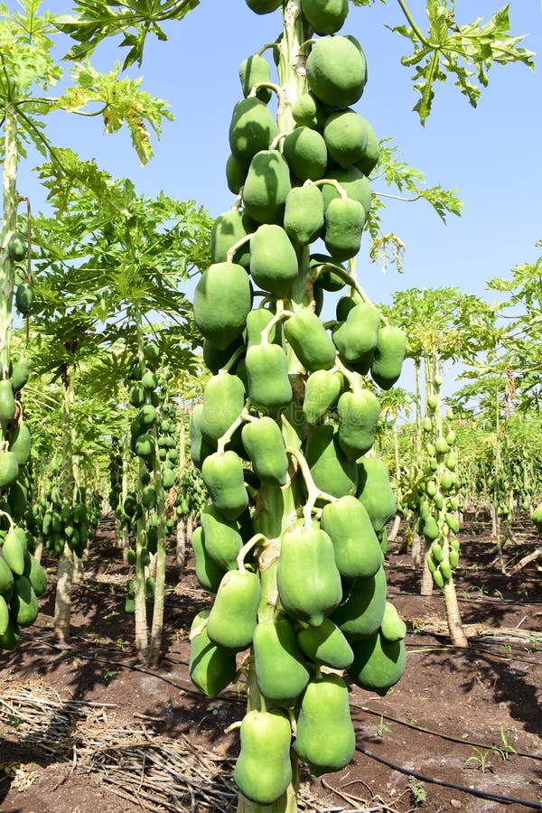 Papaya Fruit on Papaya Tree Farm. Stock Image - Image of garden, fresh ...