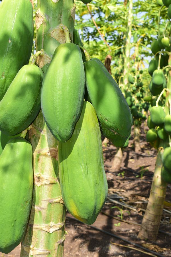 Papaya Fruit on Papaya Tree Farm. Stock Photo - Image of tropical ...