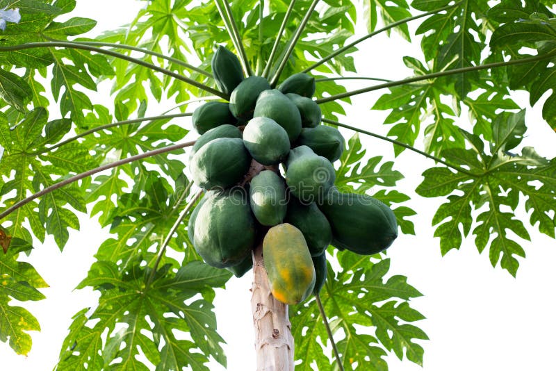 Papaya Fruit on the Tree in Garden Stock Image - Image of nutrition ...