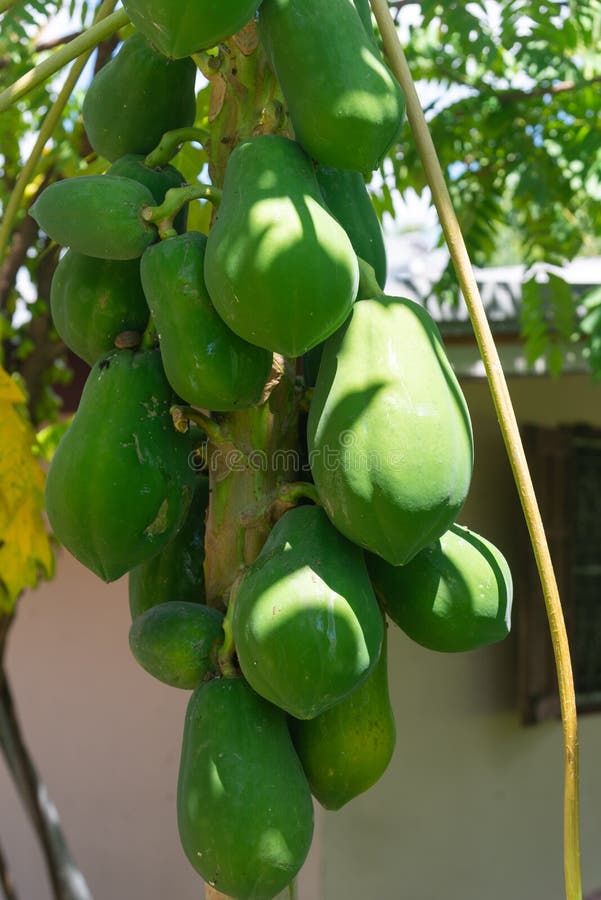 Papaya fruit on tree stock photo. Image of nature, ripe - 231624730
