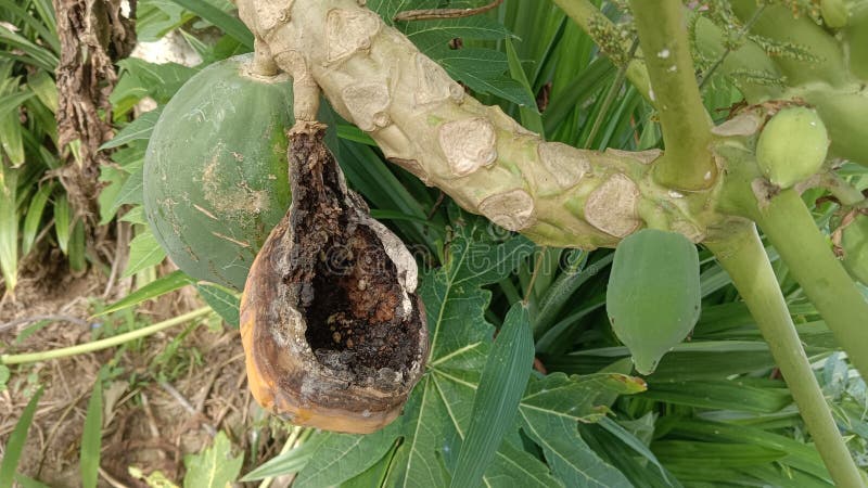 A Papaya Fruit on a Tree with a Large, Decayed Area on Its Side Stock ...