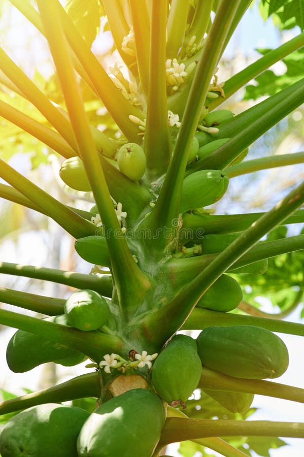 Papaya fruit tree stock photo. Image of outdoor, asia - 158447618