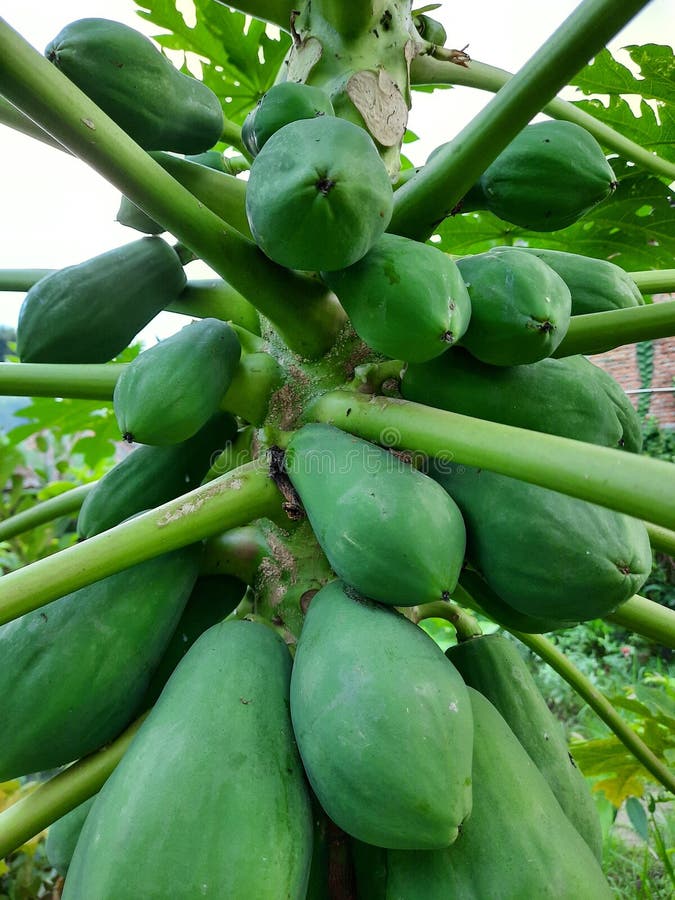 Papaya Fruit on the Tree, Tropical and Very Exotic Fruit Stock Image ...