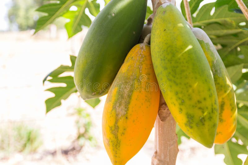 Papaya fruit on the tree stock image. Image of farm - 110909517
