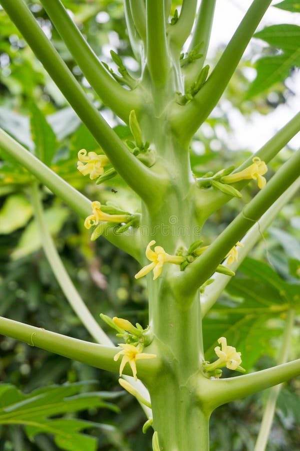 Papaya Fruit Tree Yellow Flowers Stock Photo - Image of flowers ...