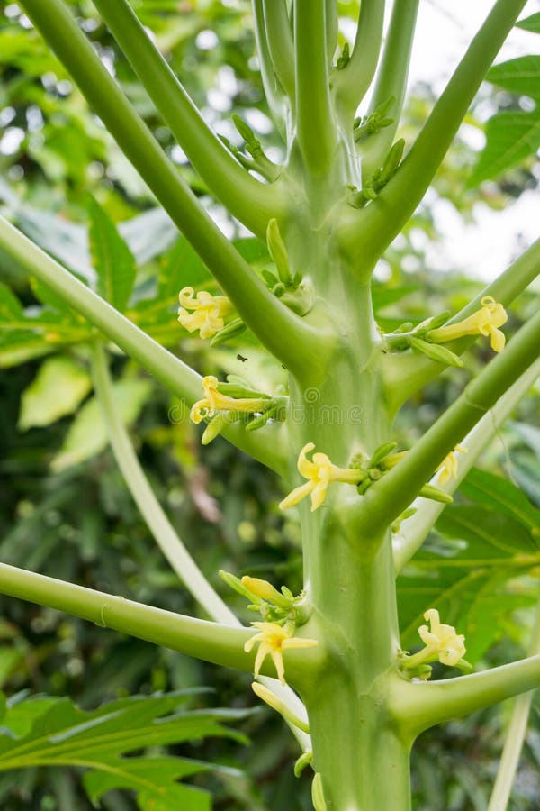 Papaya Fruit Tree Yellow Flowers Stock Photo - Image of tree, papaya ...