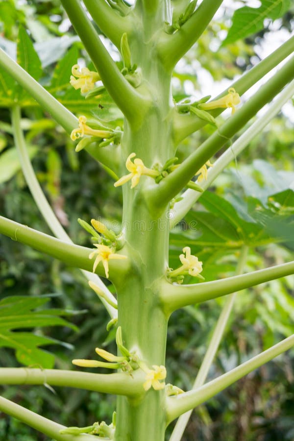 Papaya Fruit Tree Yellow Flowers Stock Image - Image of philippines ...